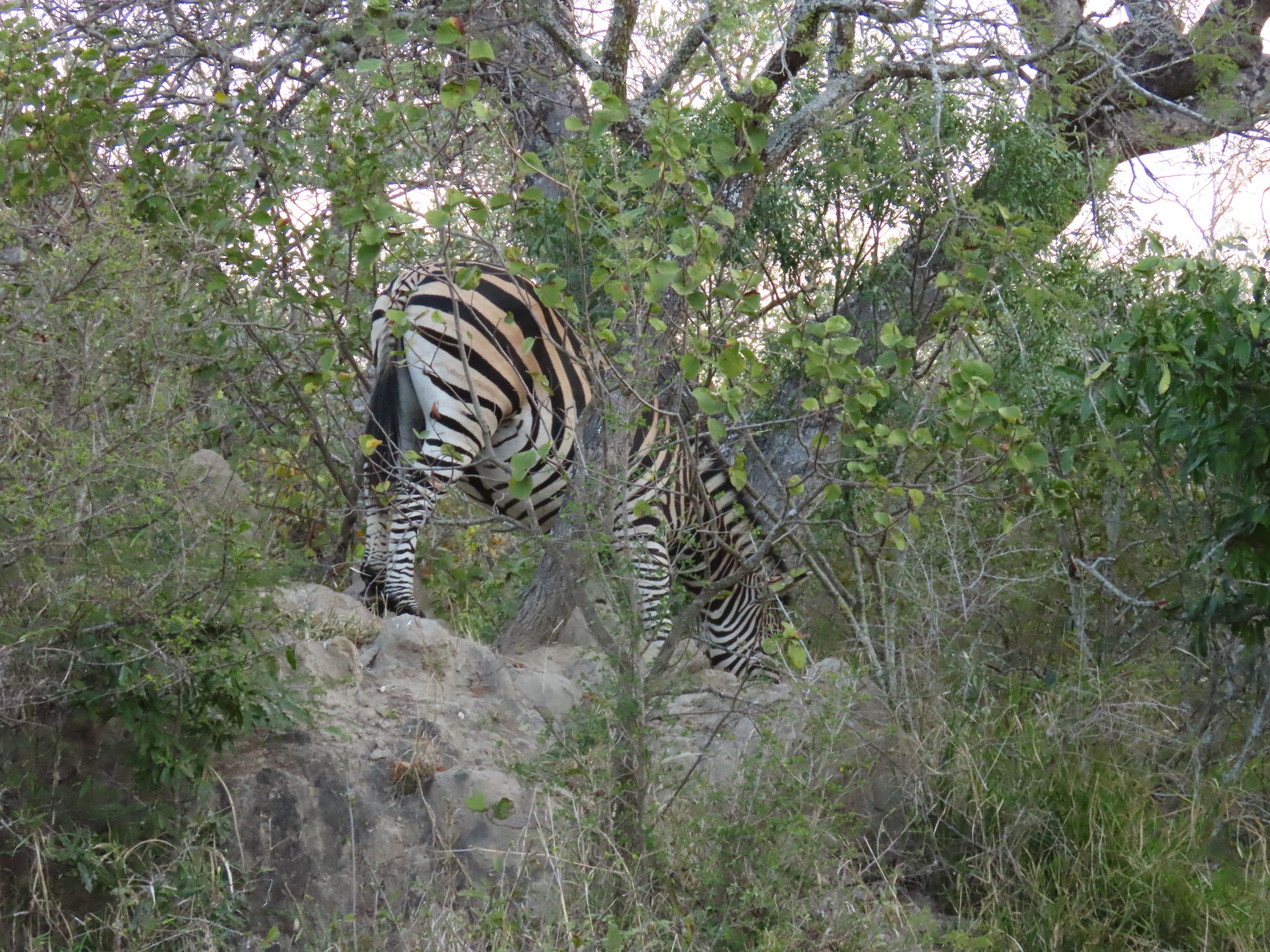 EP1: Early Morning Bush Walk at Sunset Game Lodge – Sunset Lodge ...